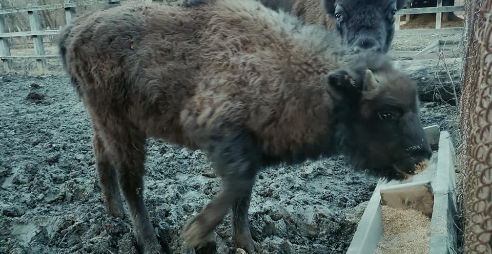 FOTO. Vezi cum arată acum frumosul pui de zimbru Molda din „Pădurea ...